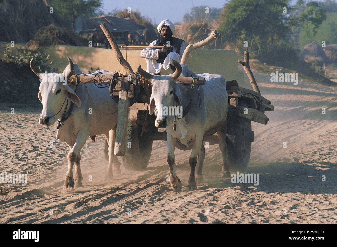 Bullock cart village, delhi, india, asia Stock Photo - Alamy