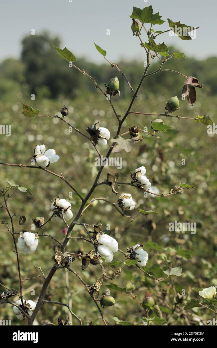 COTTON CROP with green and white cotton fruits in the field Stock Photo ...