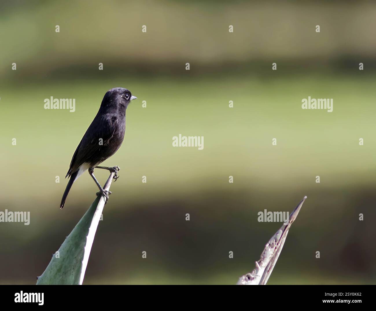 Red naped ibis searching insects, tal chappar wildlife sanctuary ...