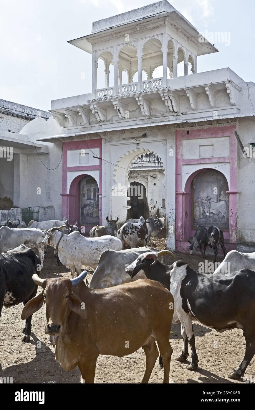 Cows in gaushala house, shrinathji temple, nathdwara, rajasthan, india ...