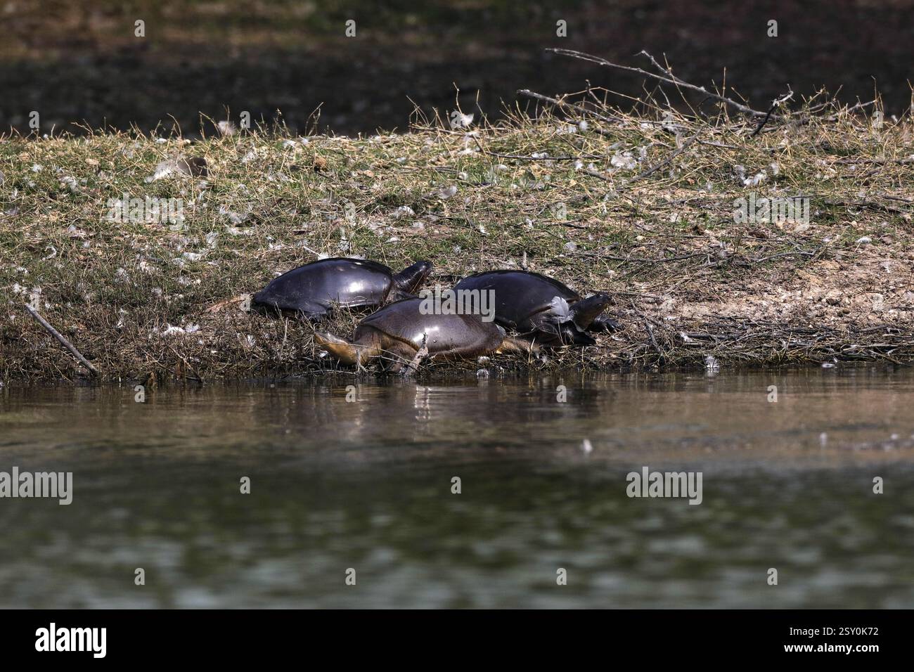 Chelonia tortoises tortoise turtles wild animals wild animal wildlife ...