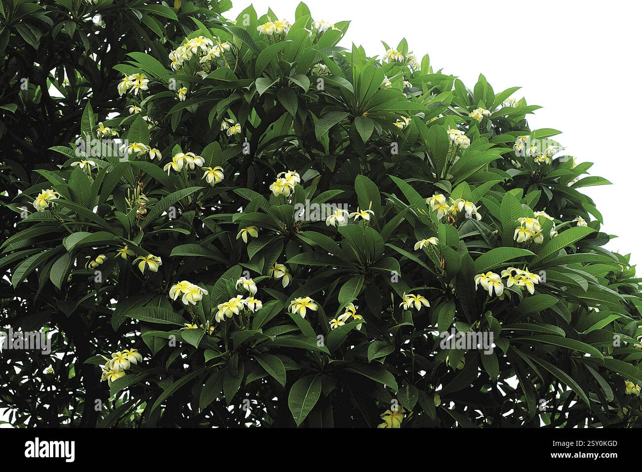 Frangipani flower tree, india, asia Stock Photo - Alamy