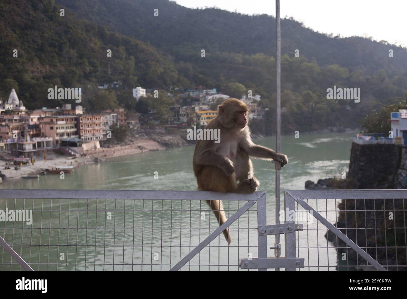 Monkey sitting on railing of bridge Laxman jhula at Rishikesh ...