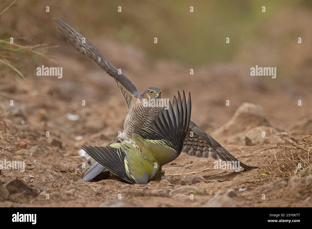 Female Eurasian sparrowhawk Accipiter nisus attacking a Yellow Footed ...