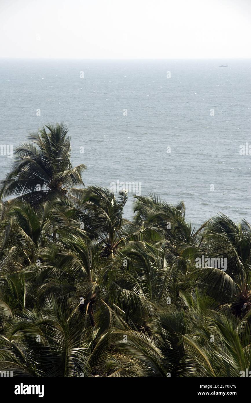 Coconut palms tree, velneshwar, maharashtra, india, asia Stock Photo ...