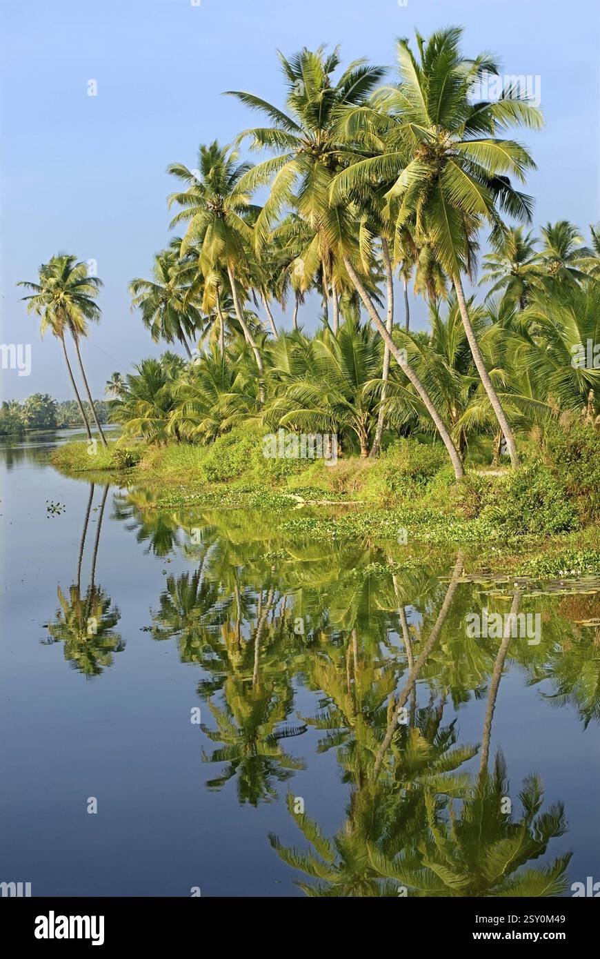 Coconut tree landscape Backwaters Kerala India Stock Photo - Alamy