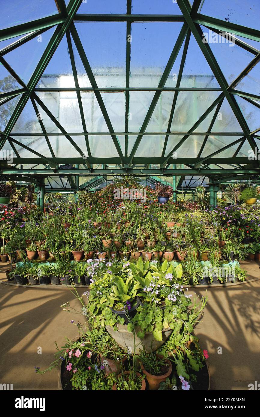 Government botanical garden, Ooty Udagamandalam, Tamil Nadu, India ...