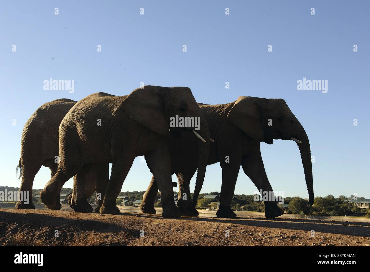 Elephants buffelsdrift game lodge south africa Stock Photo - Alamy
