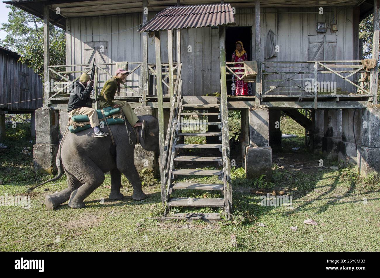 Forest guard sitting on elephant, kodal basti, cooch, behar, west ...