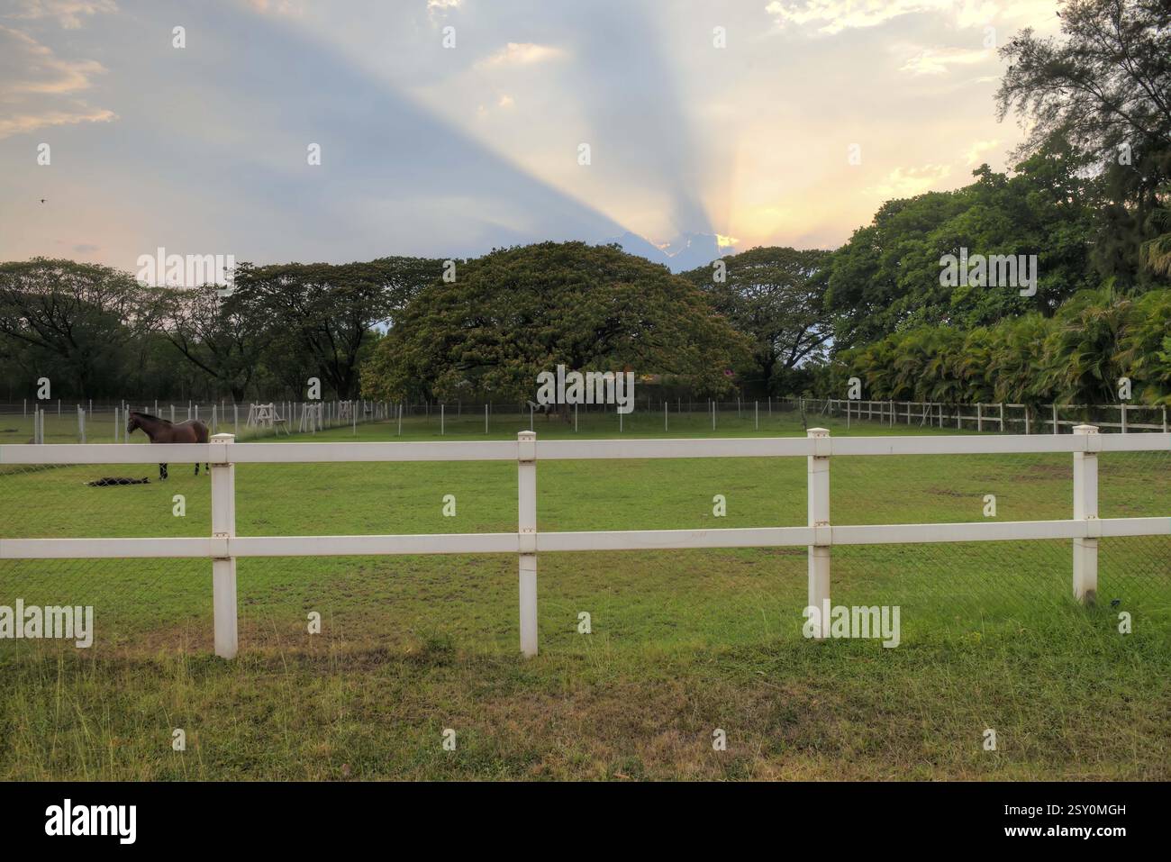 Poonawalla stud farm, pune, maharashtra, india, asia Stock Photo - Alamy