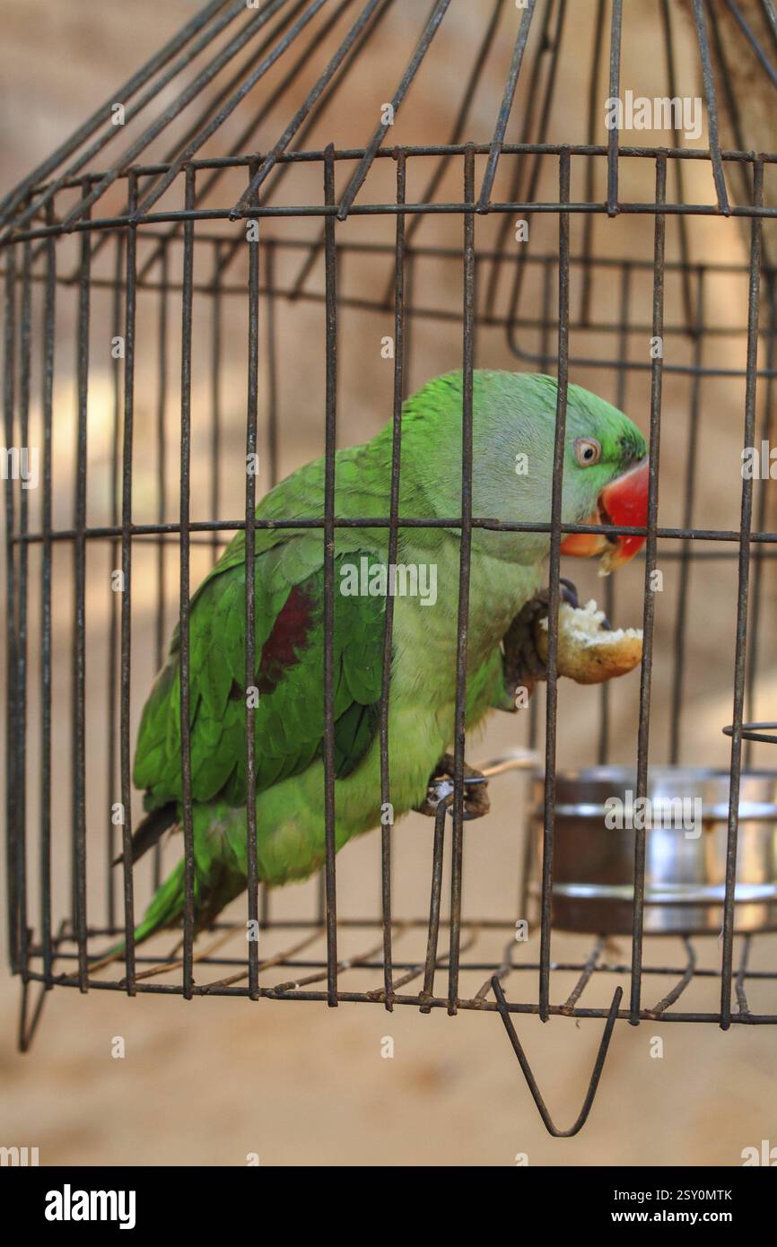 Parrot eating guava, bastar, chhattisgarh, india, asia Stock Photo - Alamy