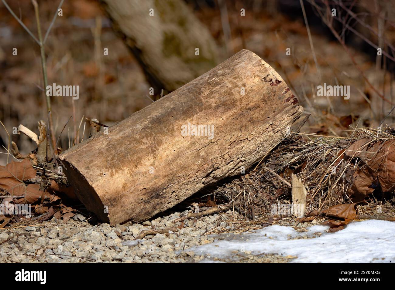 One piece of a cut log on the side of a trail in a rural park Stock ...