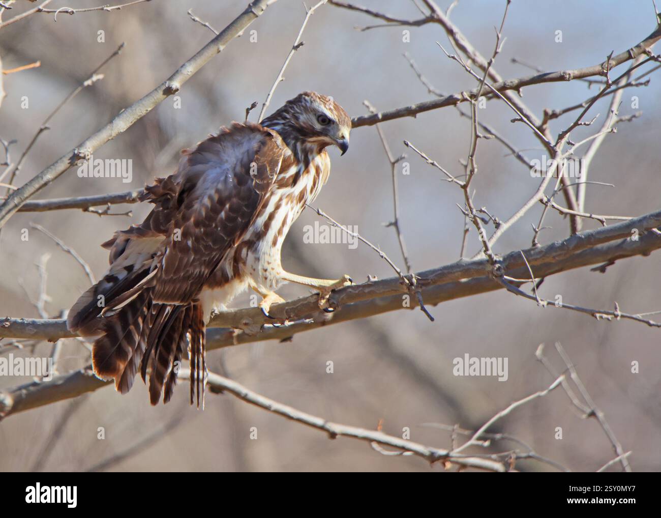 Red tailed hawk perched hi-res stock photography and images - Alamy