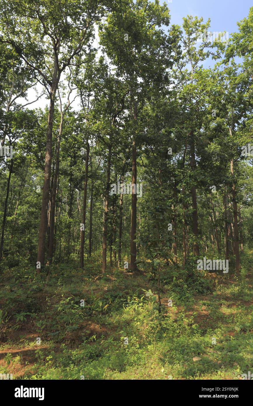 Dense forest, bastar, chhattisgarh, india, asia Stock Photo - Alamy