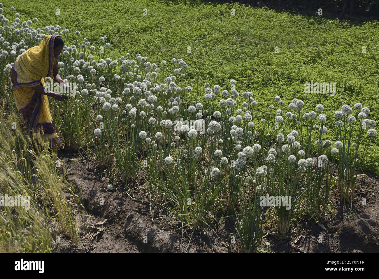 Female roles in agriculture hi-res stock photography and images - Alamy