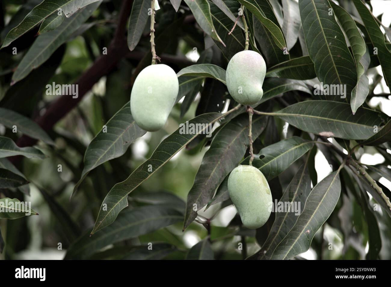 Green mangoes hanging on Mango tree Kolkata India Asia Stock Photo - Alamy