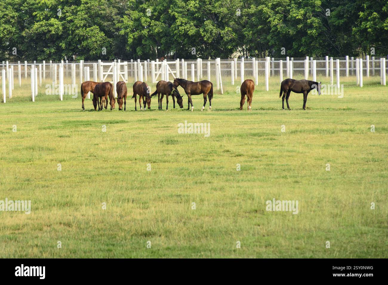 Poonawalla stud farm, pune, maharashtra, india, asia Stock Photo - Alamy