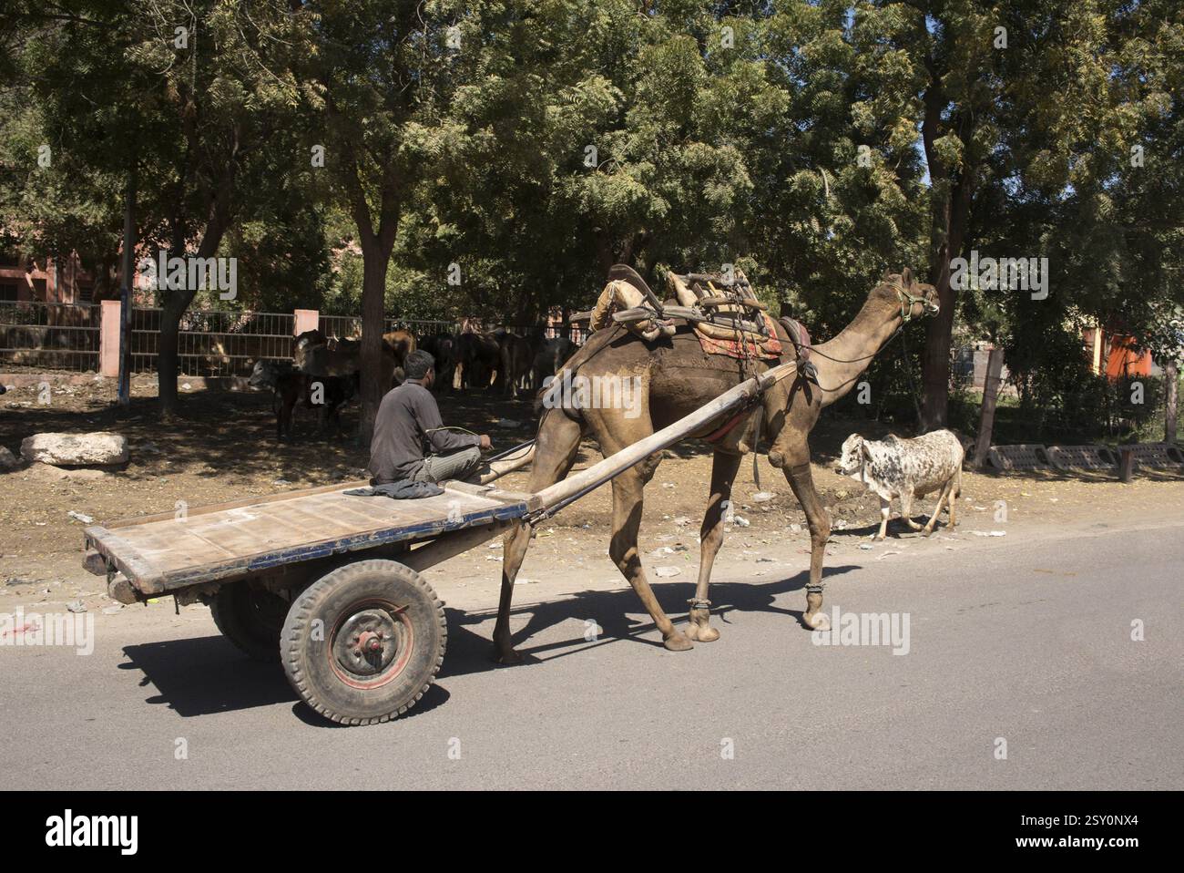 Camel cart, bikaner, rajasthan, india, asia Stock Photo - Alamy