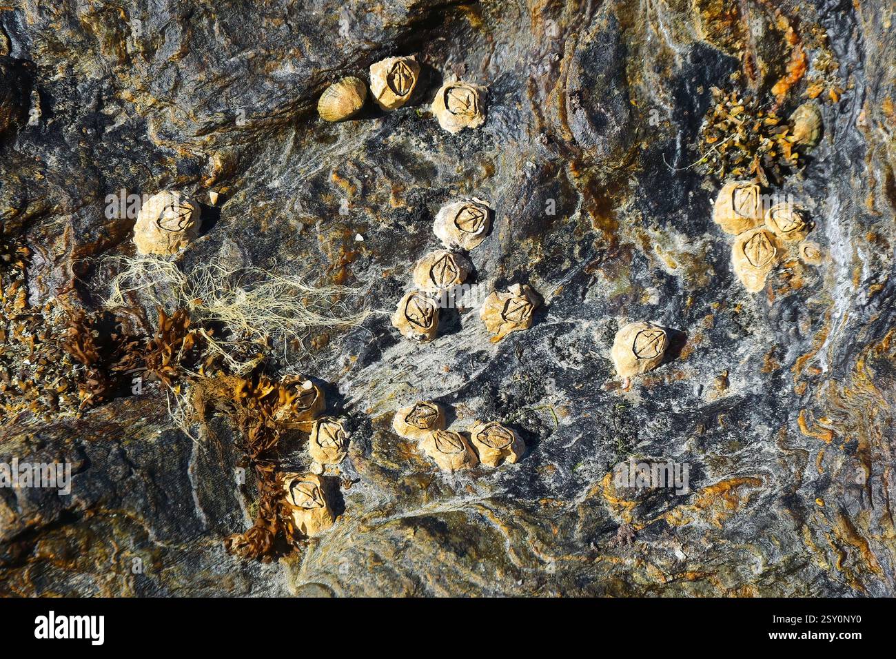 Notochthamalus scabrosus hi-res stock photography and images - Alamy