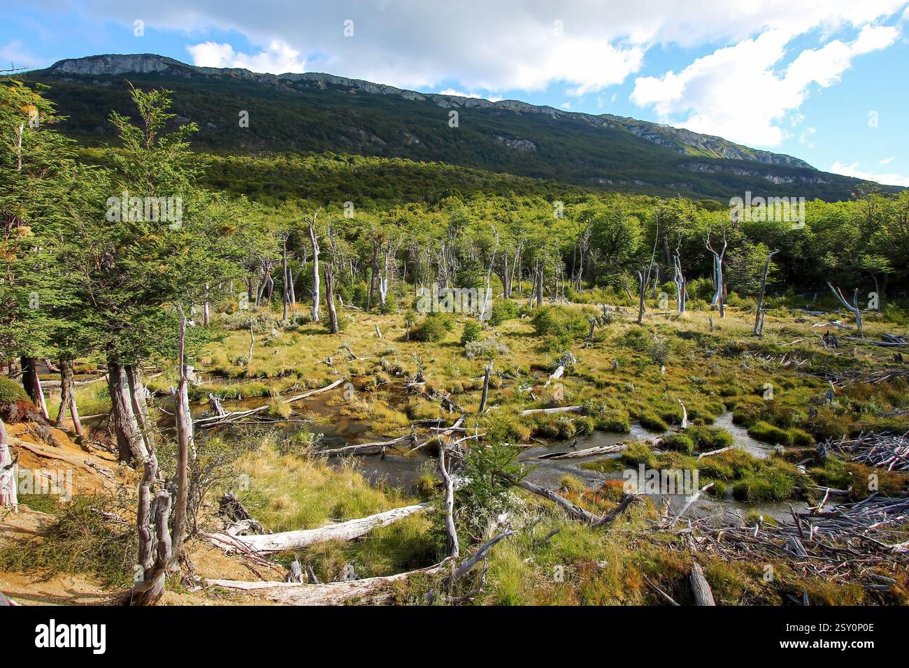 Swamp area along the Castorera (beaver dam) trail in the Tierra del ...