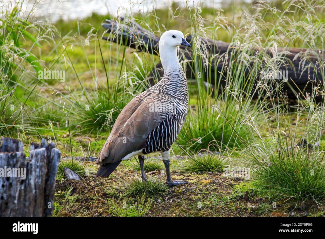 Male upland goose aka Magellan goose (Chloephaga picta) in the Tierra ...