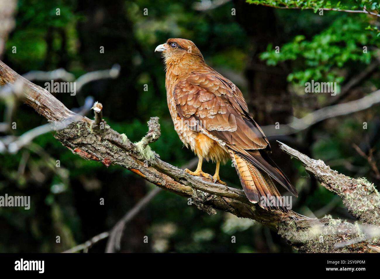 Chimango caracara aka tiuque (Milvago chimango), a bird of prey living ...