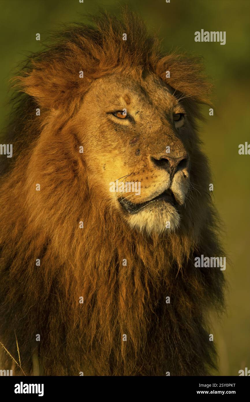 Head shot Portrait of a male maned lion in Masai Mara Wildlife Refuge ...