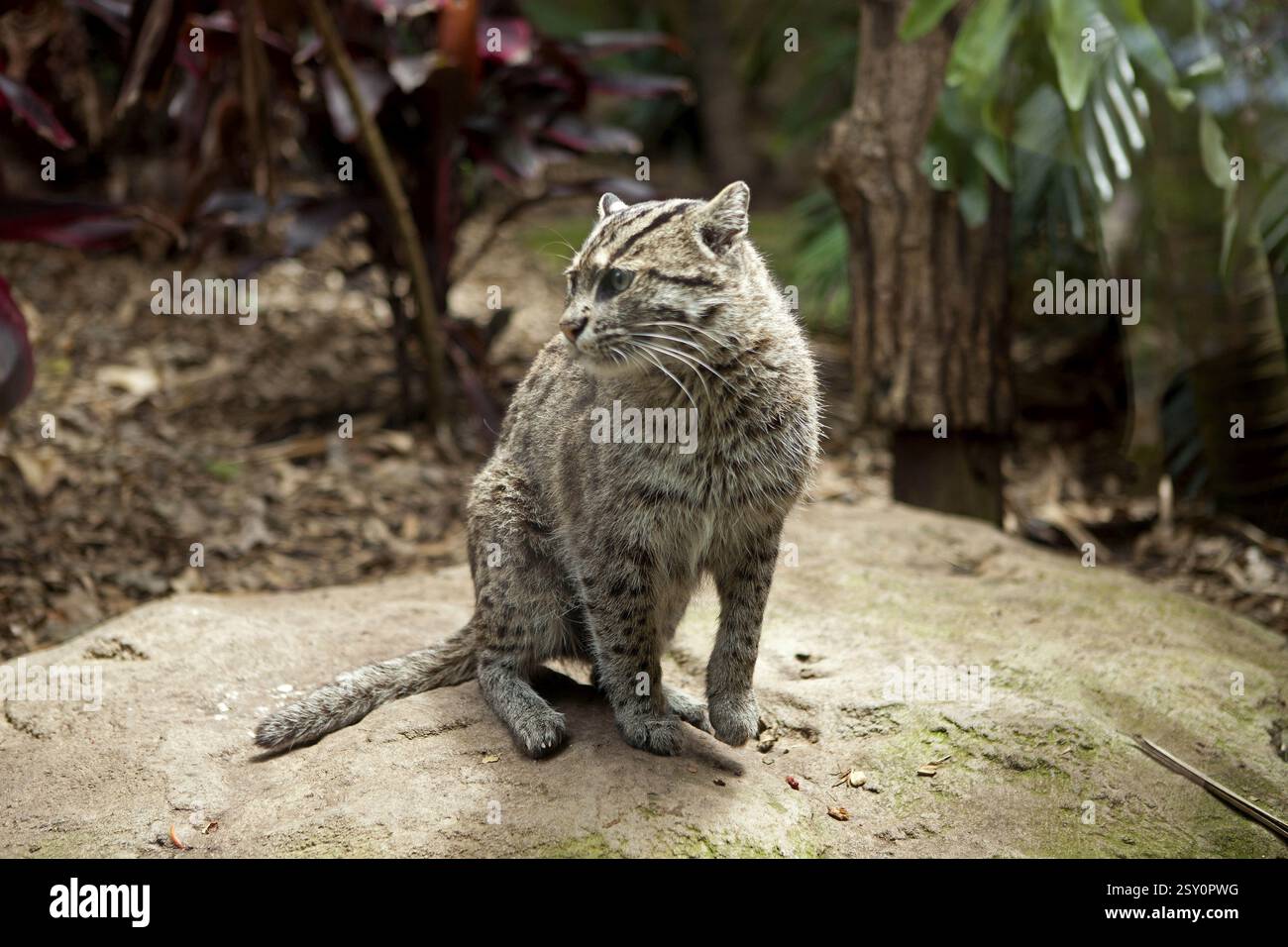 Feral cat, taronga zoo, sydney, australia Stock Photo - Alamy