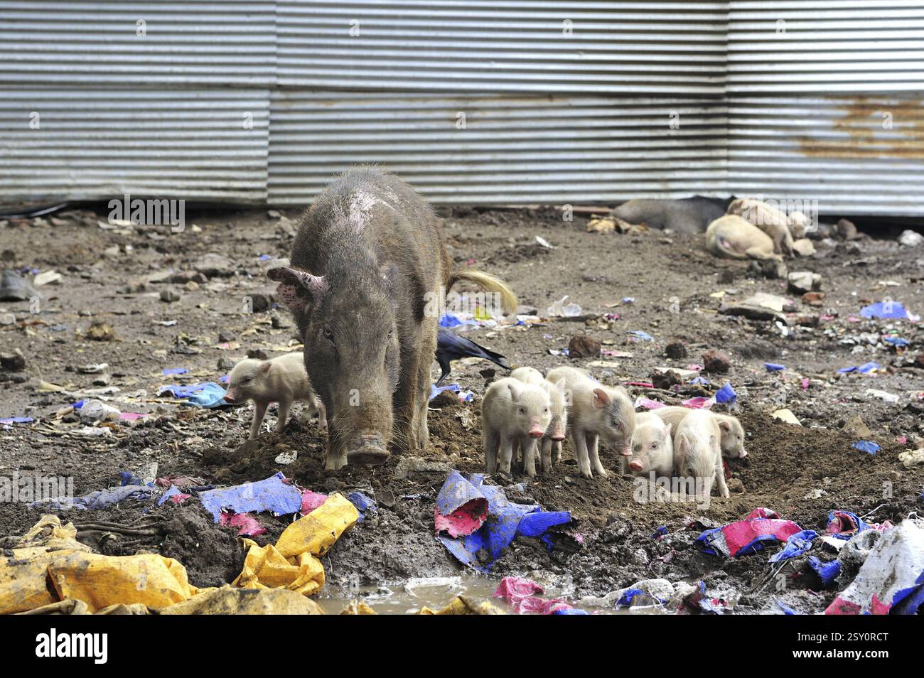 Asian pig breed hi-res stock photography and images - Alamy