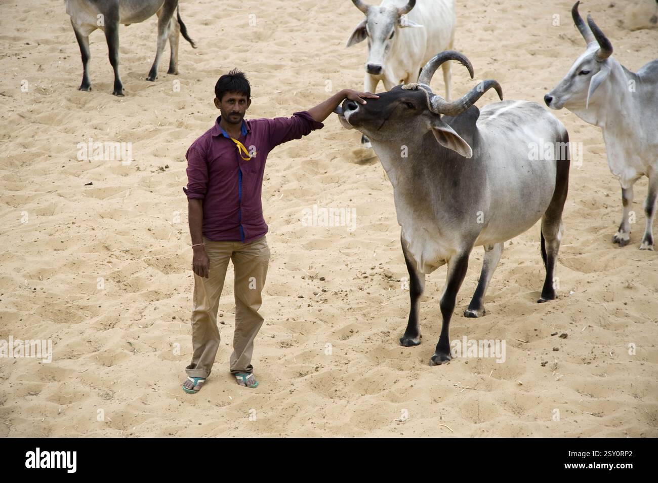 Man with cow goshala, pathmeda, godham, rajasthan, india, asia Stock ...