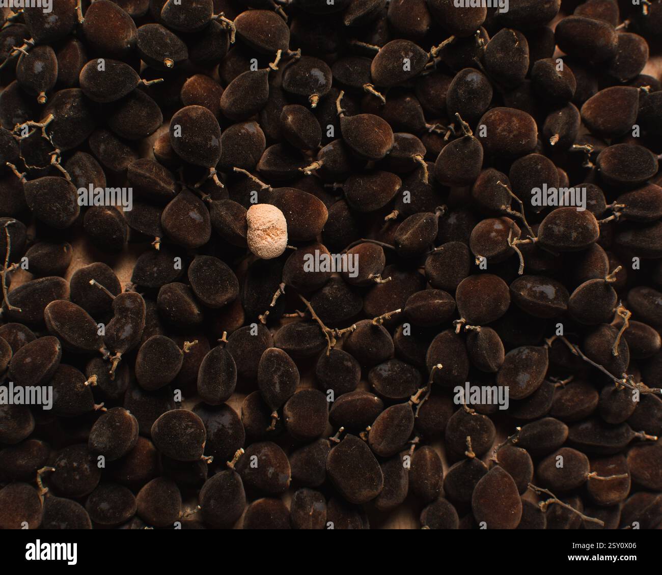 Overhead view of velvet tamarind on a wood countertop, top view of ...