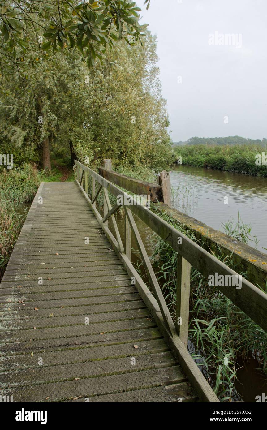 Wooden boardwalk at Hardley Flood, near Loddon, Norfolk, with River ...