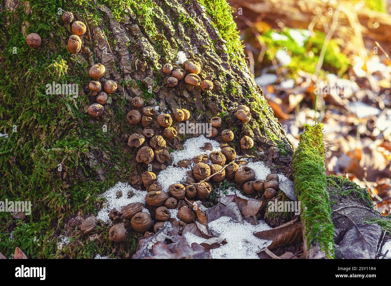 Fungi spore dispersal hi-res stock photography and images - Alamy