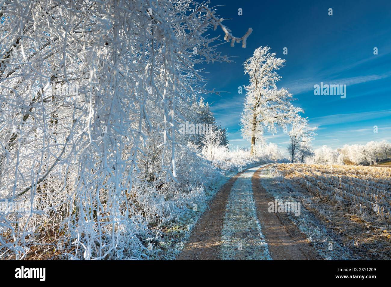 New Year Hoarfrost Magic on a Snow-Covered Tree Path at Wimpeßl near ...