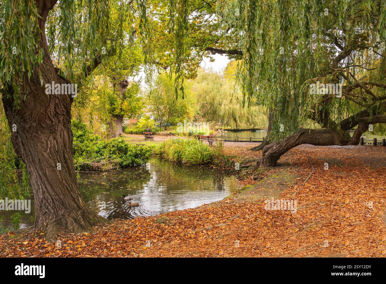 Priory gardens ponds in Orpington, London Stock Photo - Alamy
