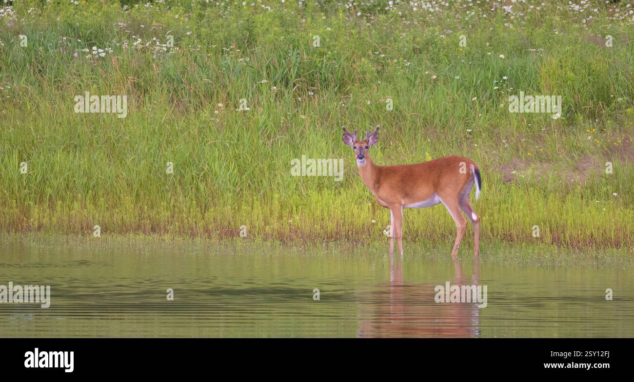 White-tailed buck on a July evening in northern Wisconsin Stock Photo ...