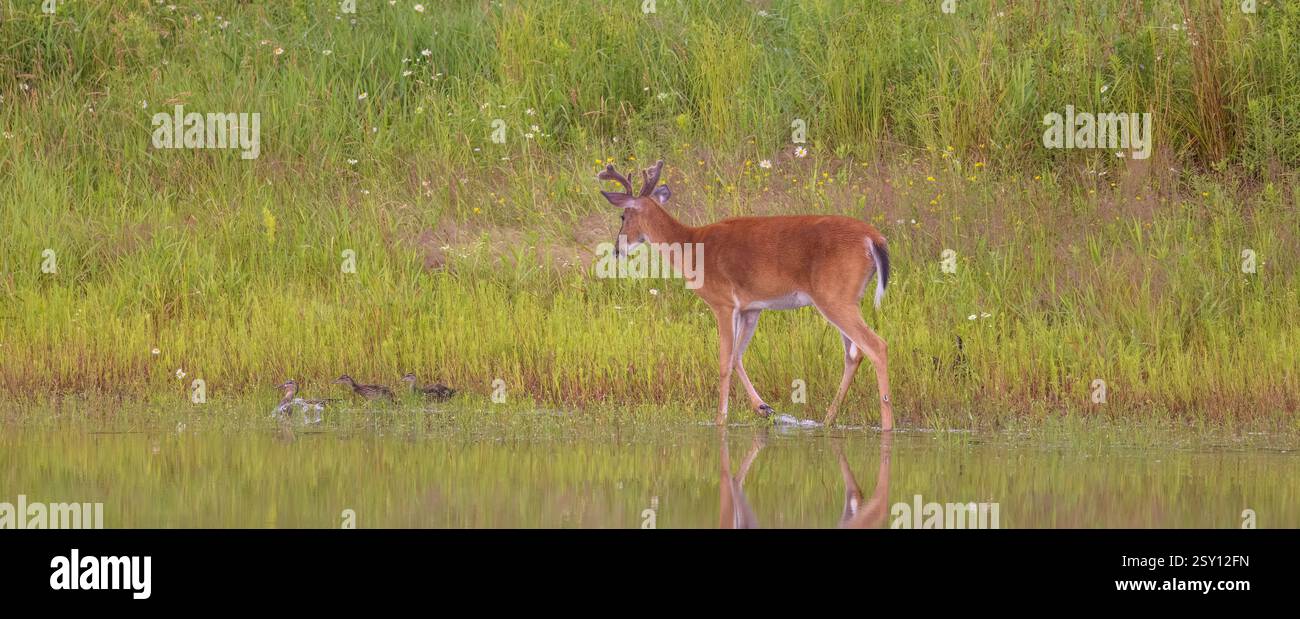 White-tailed buck startles a mallard family in a northern Wisconsin ...