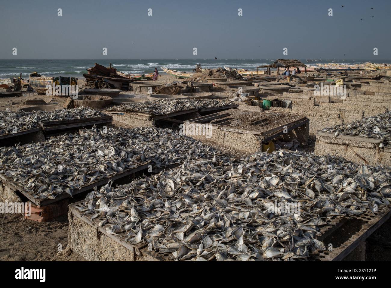An artisanal fish drying processing site in Cayar, in the Thies region ...