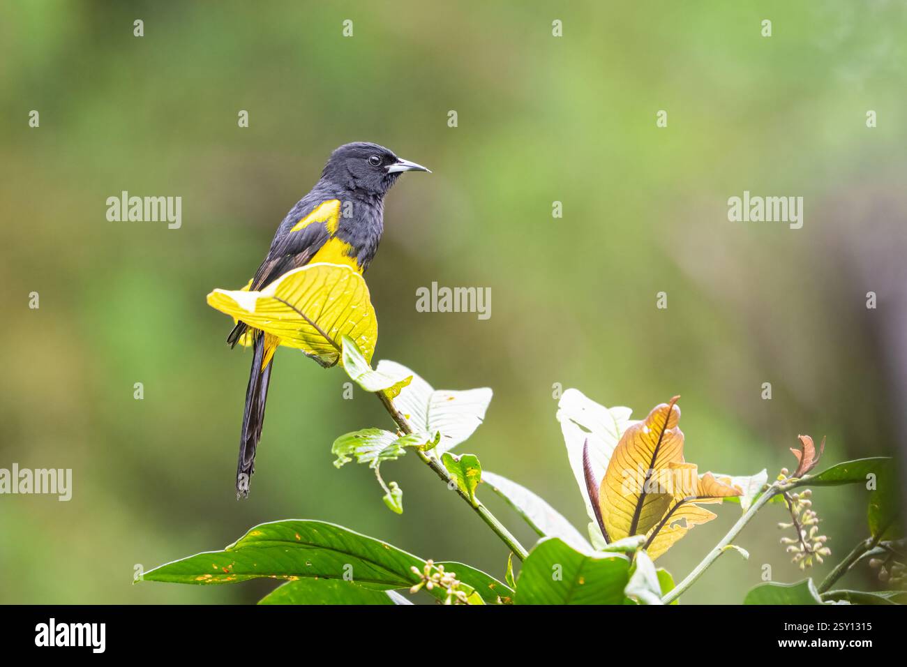 The black-cowled oriole, Icterus prosthemelas, the family Icteridae ...