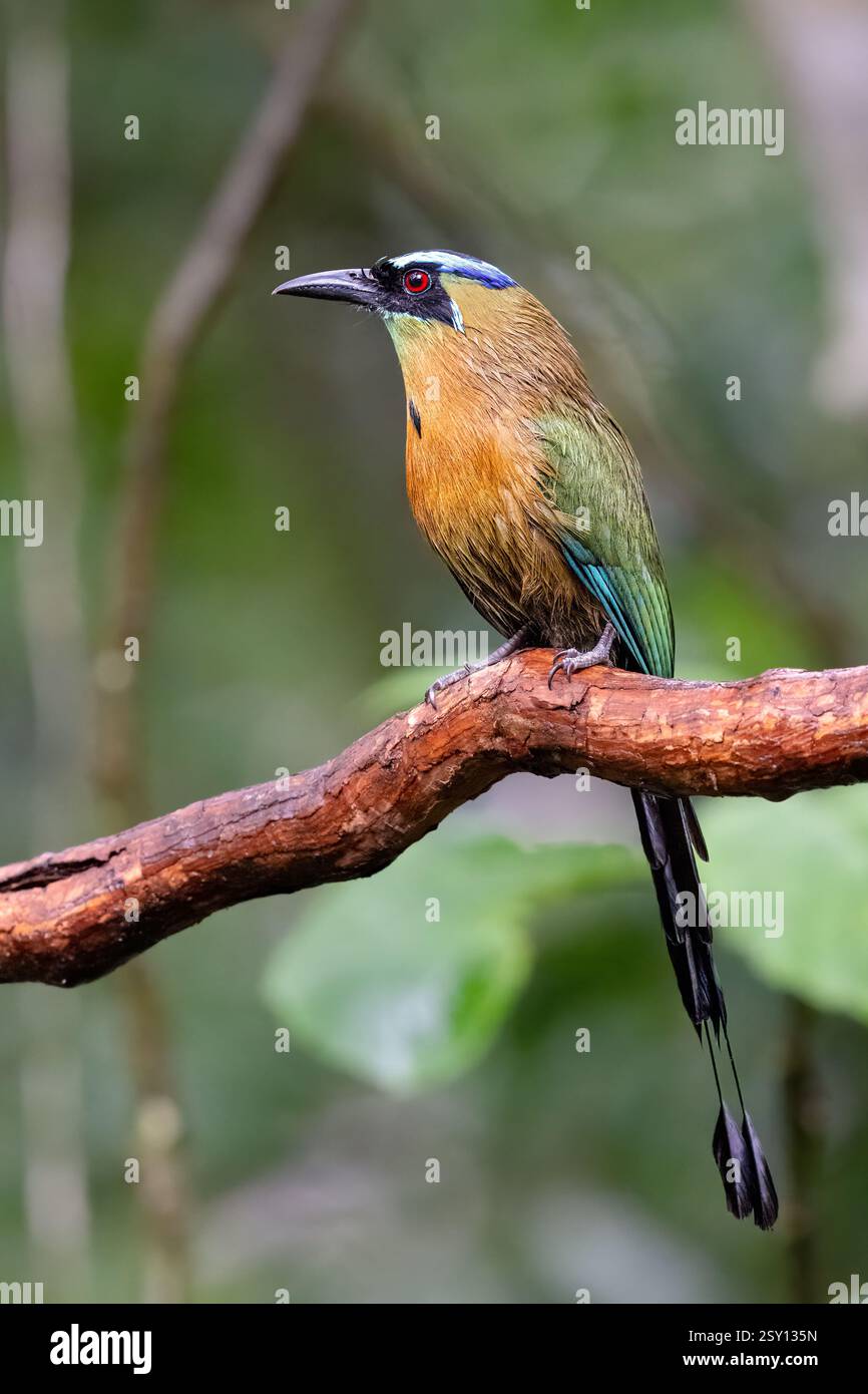 Lesson's motmot, Momotus lessonii, or the blue-diademed motmot Stock ...