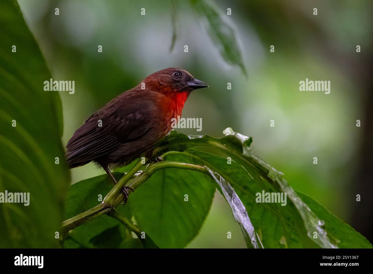 The red-throated ant tanager, Driophlox fuscicauda, is a passerine bird ...