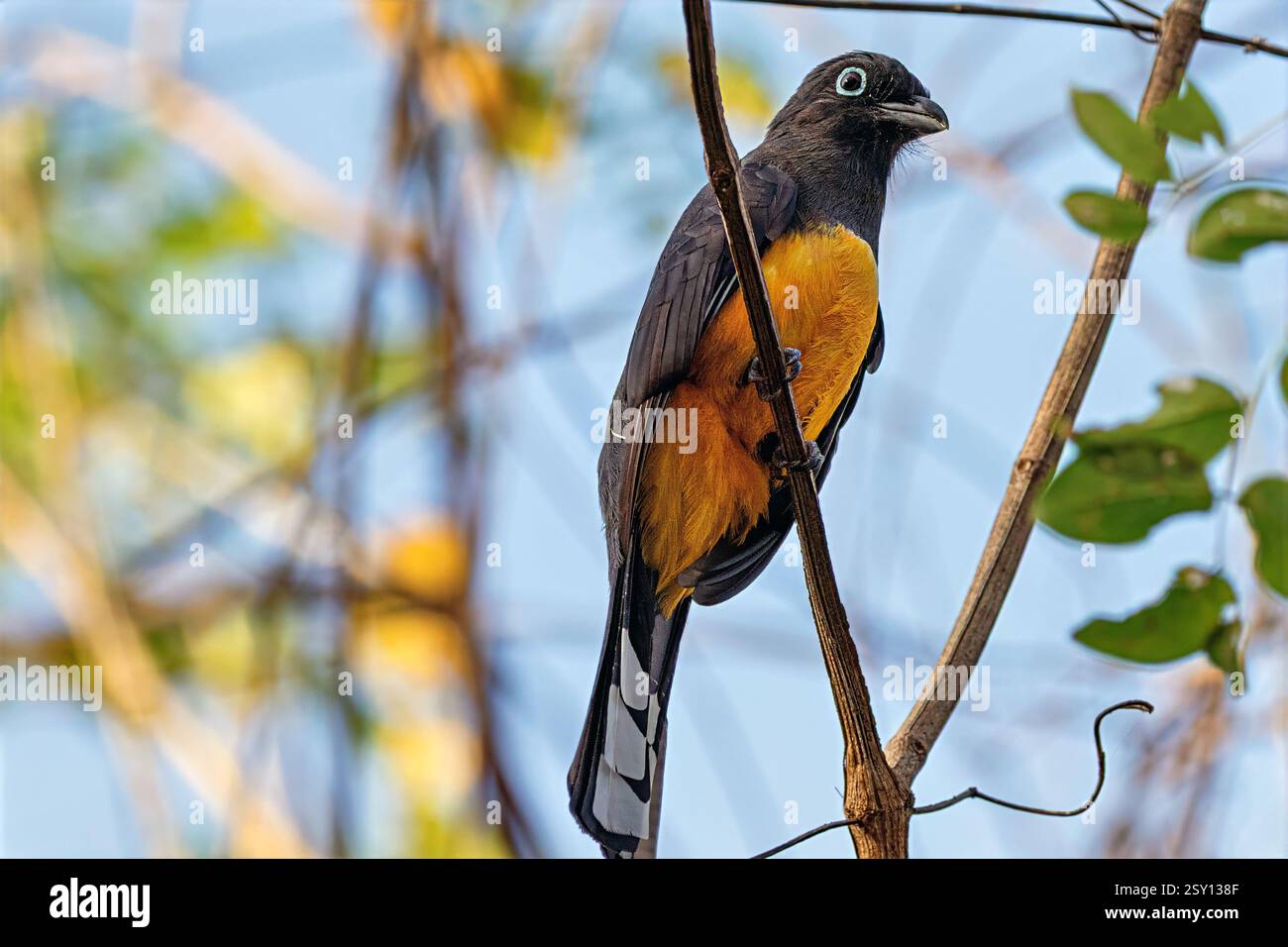 Black headed trogons hi-res stock photography and images - Alamy