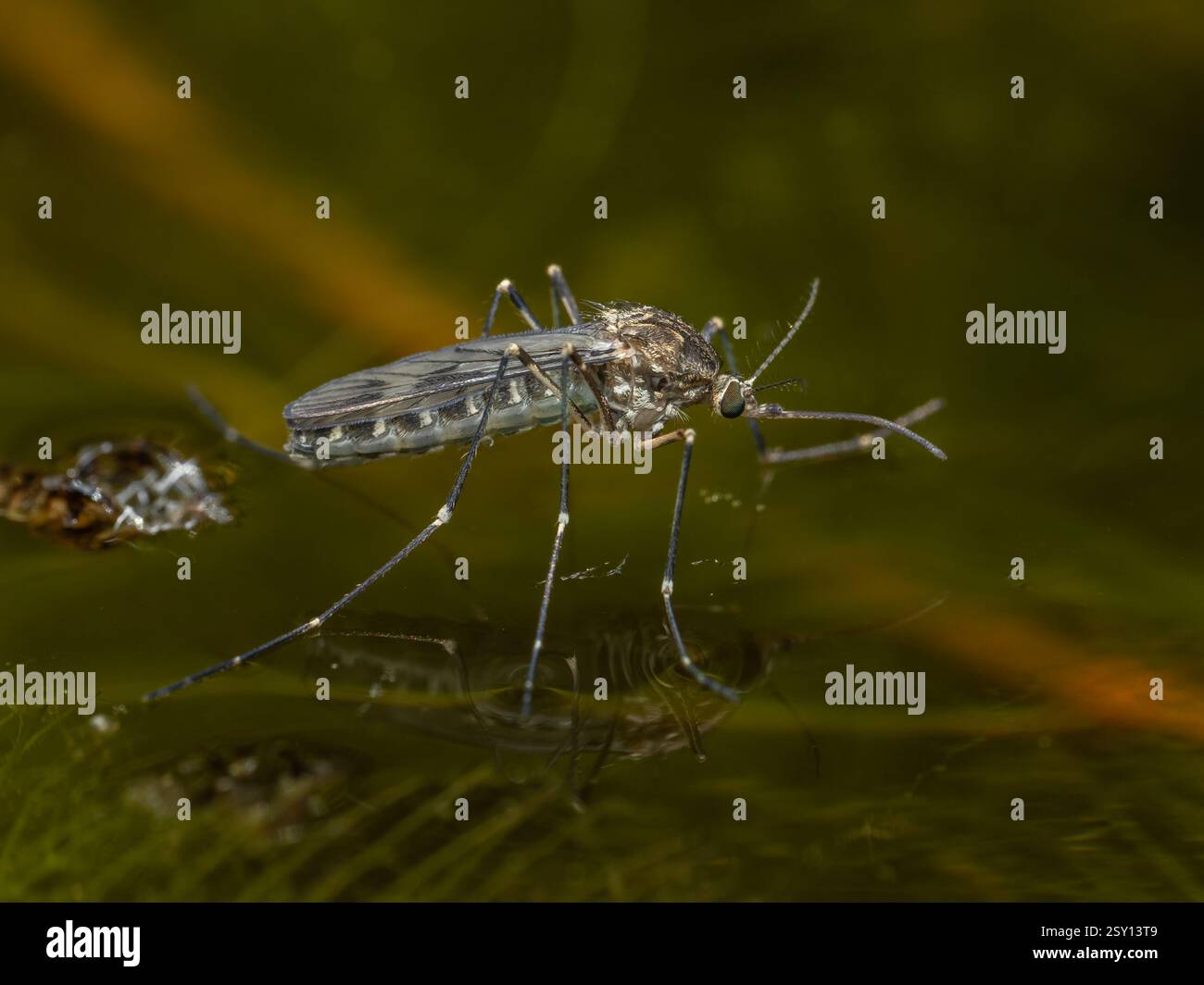 Side view of a female mosquito (Aedes species) resting on the surface ...