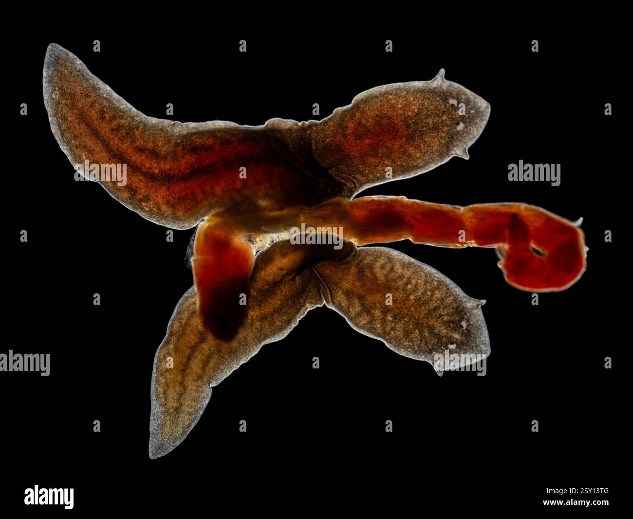 Darkfield image of teo black planaria flatworms (Girardia dorotocephala ...