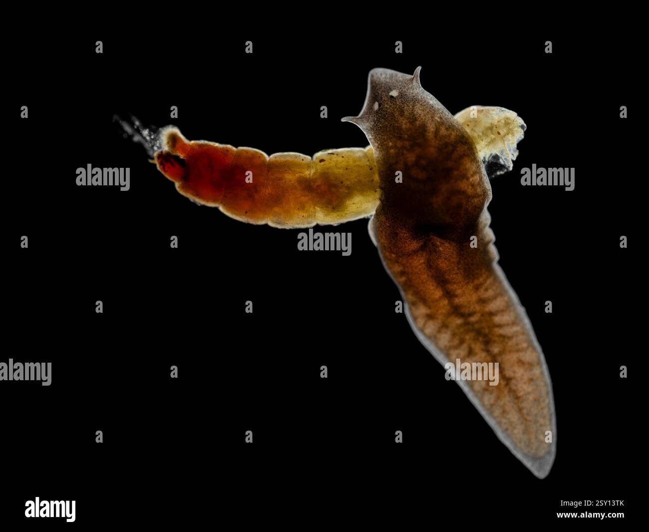 Darkfield image of a black planaria flatworm (Girardia dorotocephala ...