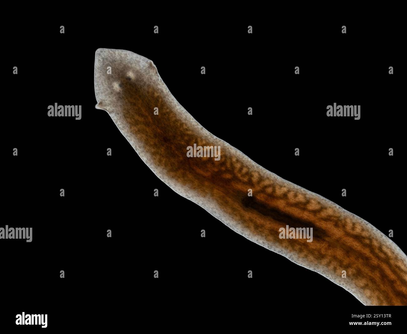 Dugesia dorotocephala hi-res stock photography and images - Alamy