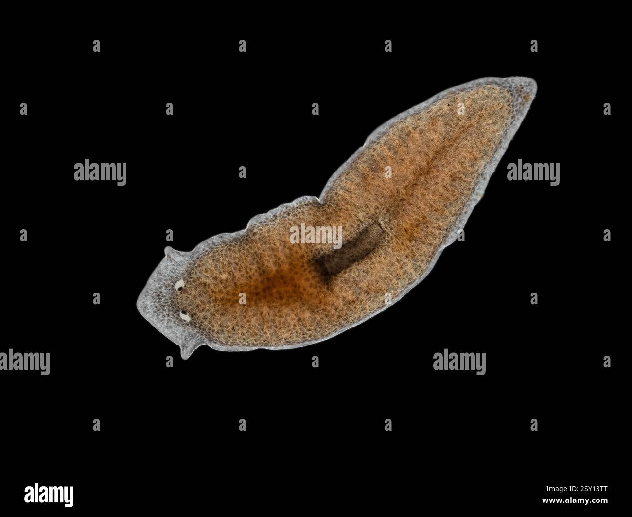 Juvenile black planaria flatworm (Girardia dorotocephala) resting after ...