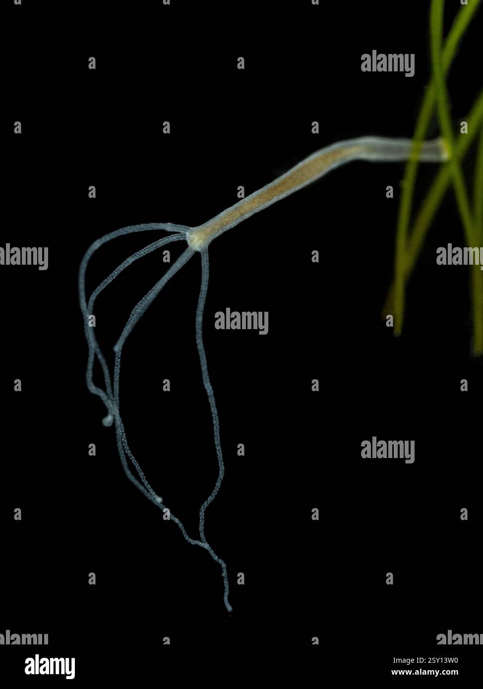 Vertical darkfield photo of a brown hydra (Hydra oligactis) attached to ...