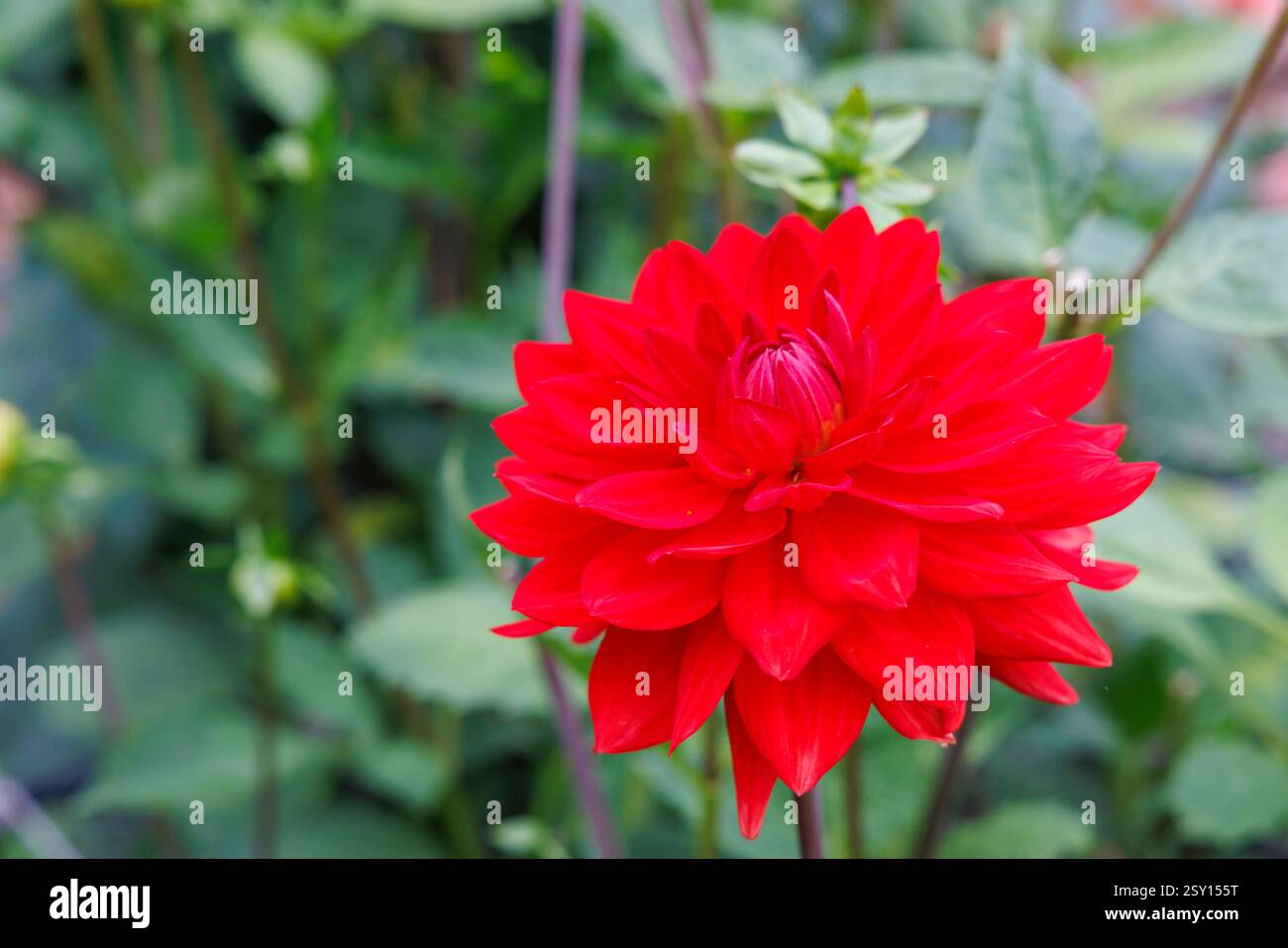 Dahlia Taratahi Ruby, UK Stock Photo - Alamy
