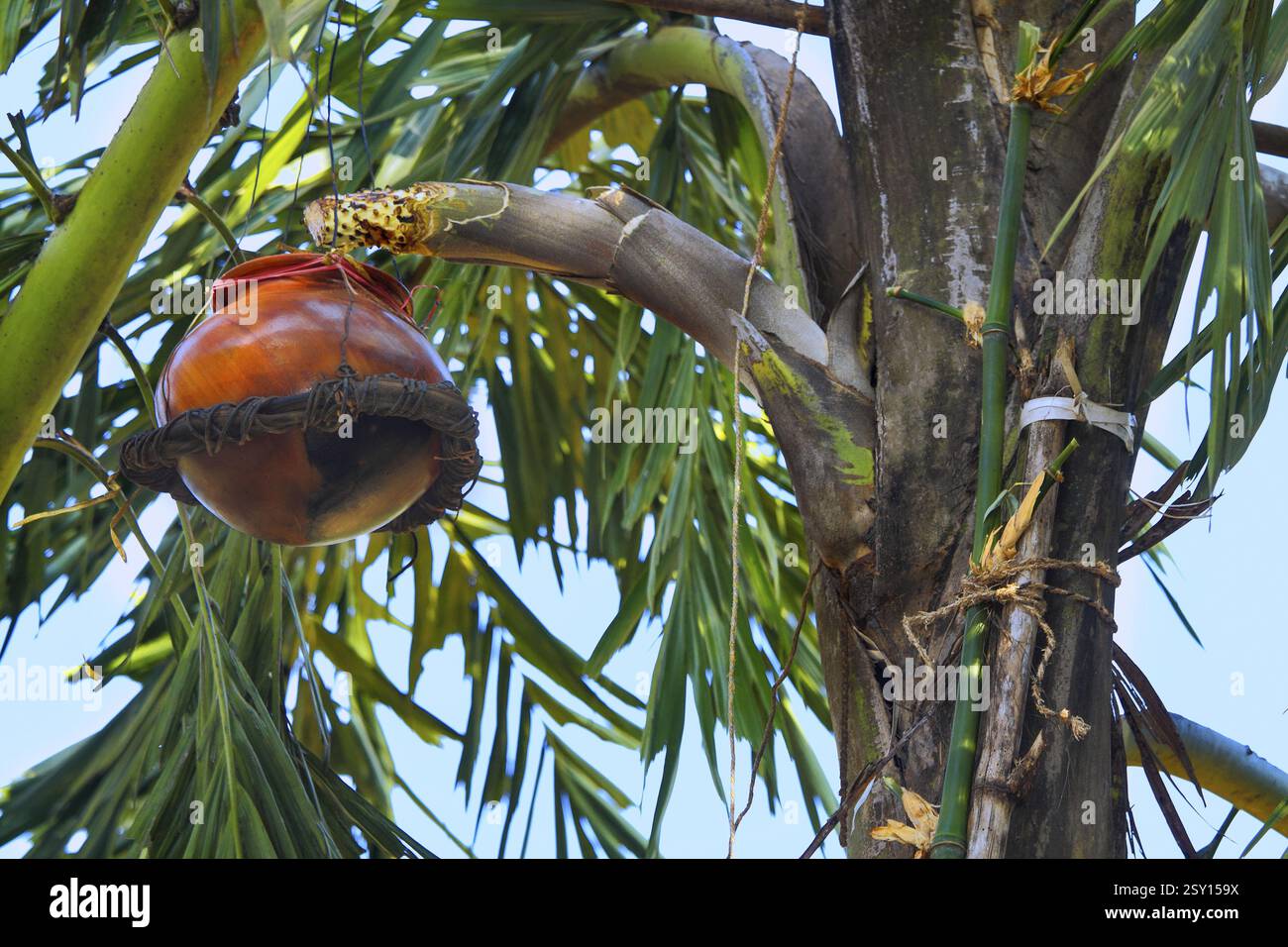 Salfi tree produces milky liquid, bastar, chhattisgarh, india, asia Stock Photo - Alamy